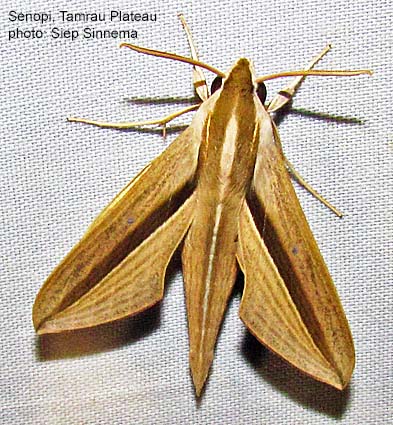 Papua Insects Foundation (Lepidoptera/Sphingidae/Theretra silhetensis)
